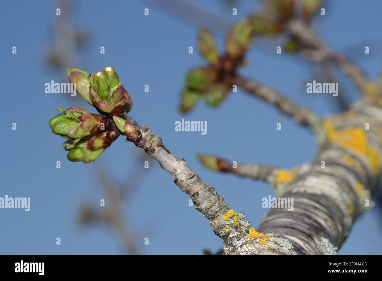 Cherry tree buds in spring.Young large buds on branches against ...