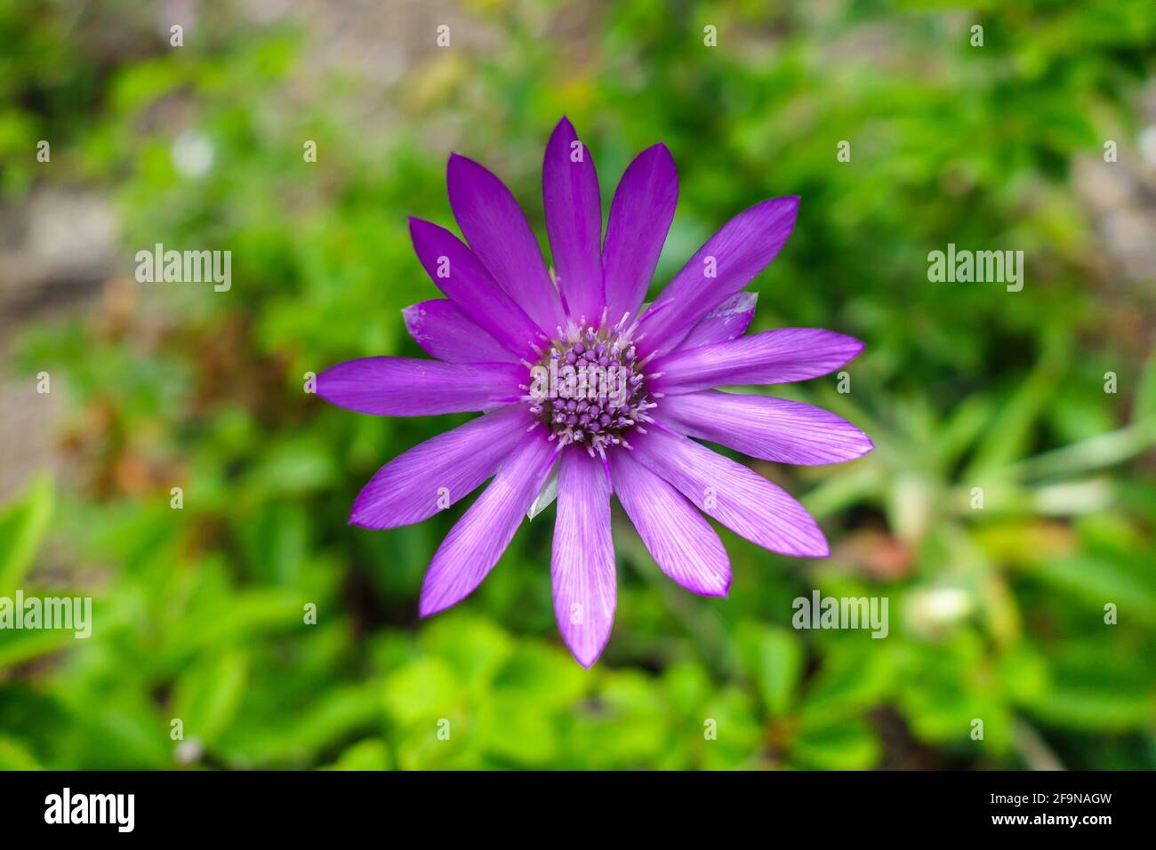 Everlasting immortelle hi-res stock photography and images - Alamy