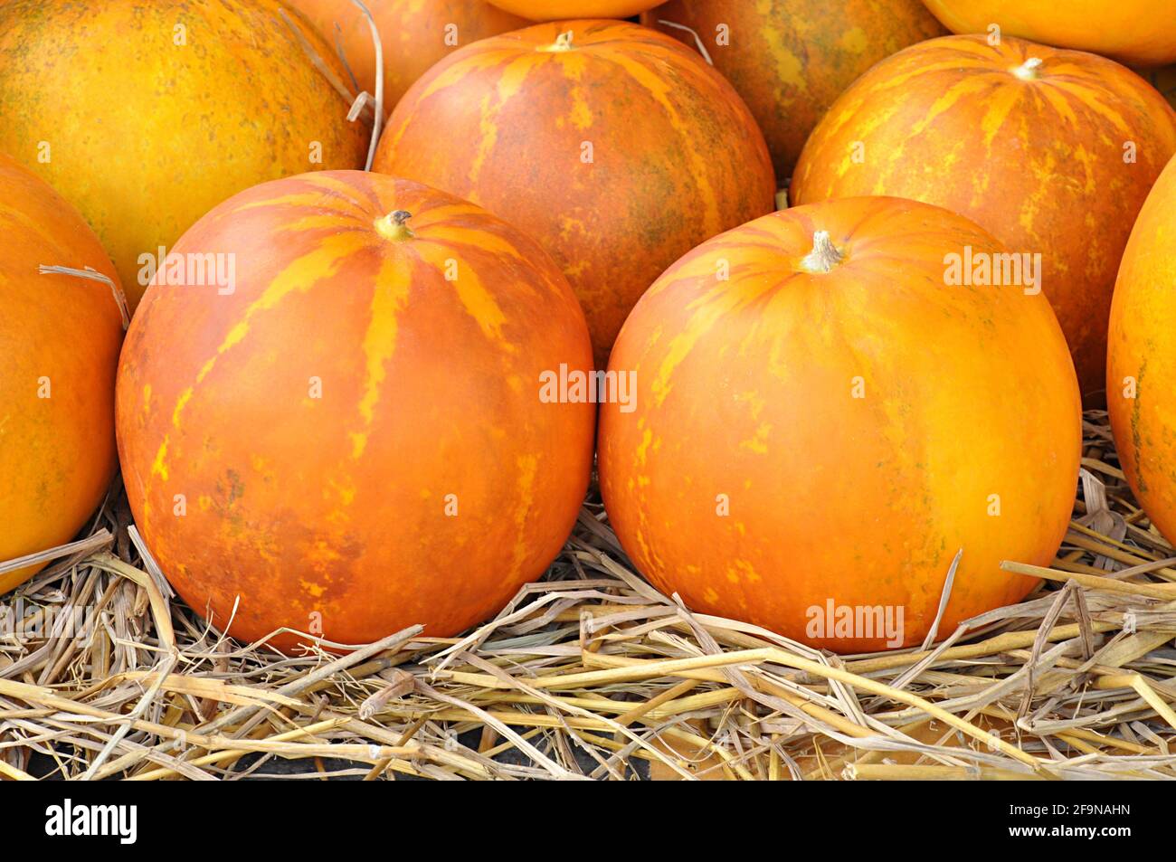 Muskmelon hi-res stock photography and images - Alamy