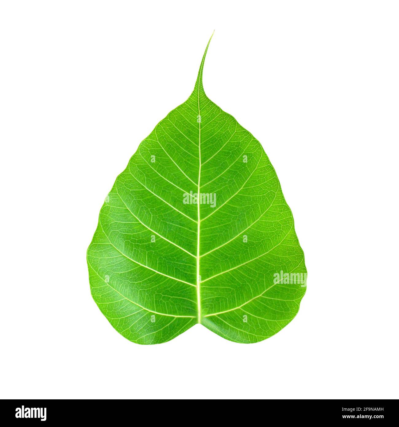 Closeup peepal leaf hi-res stock photography and images - Alamy