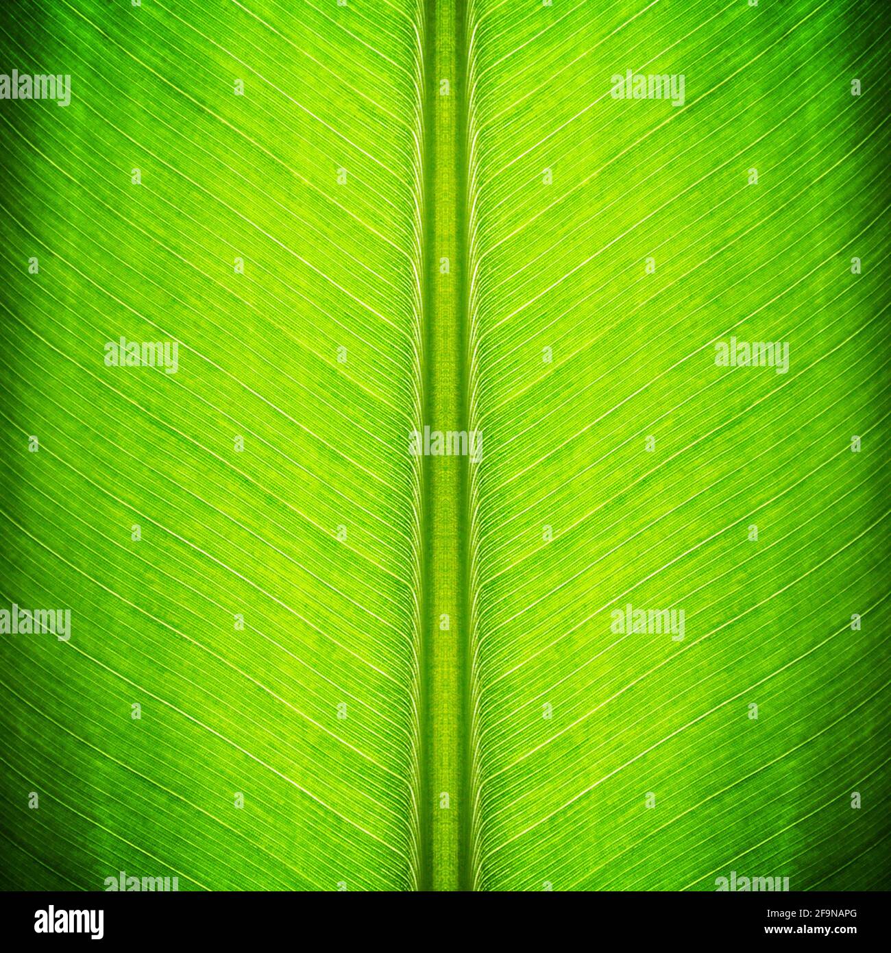 Leaf green color stem hi-res stock photography and images - Alamy
