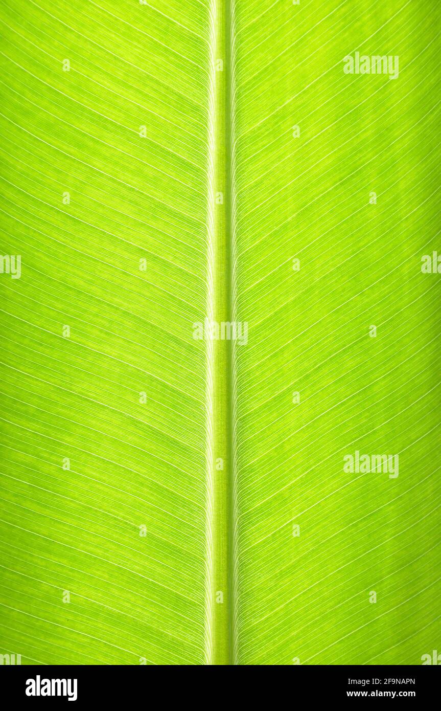 Green banana leaf texture as natural background Stock Photo - Alamy