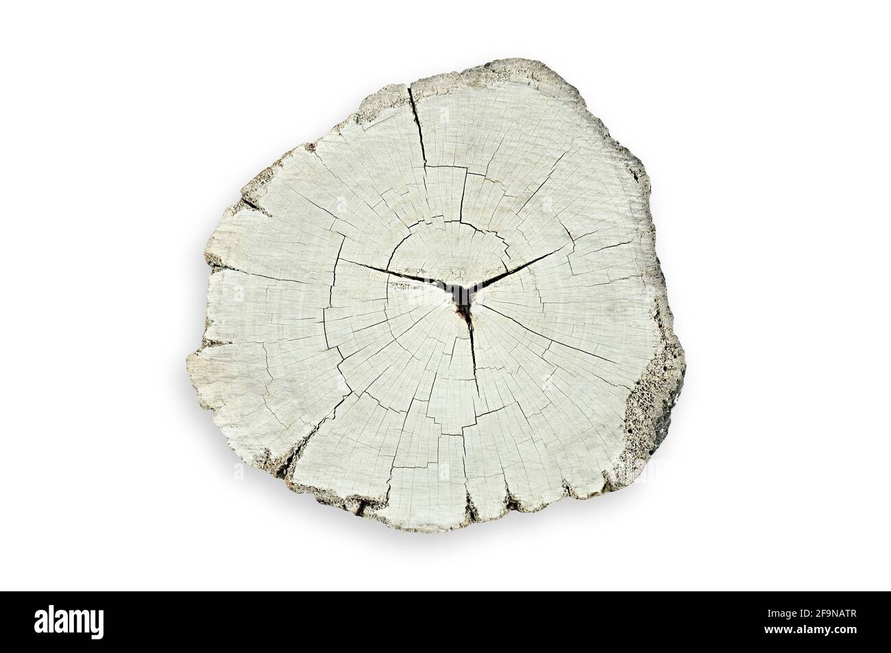 Dry old tree stump isolated on white background Stock Photo - Alamy