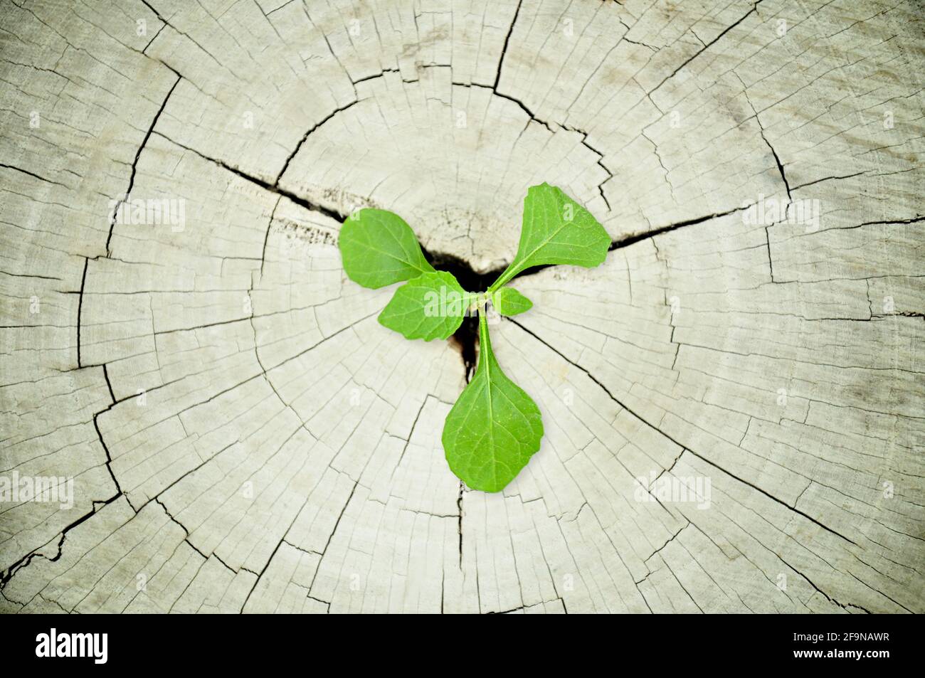 Growing from tree stump hi-res stock photography and images - Alamy