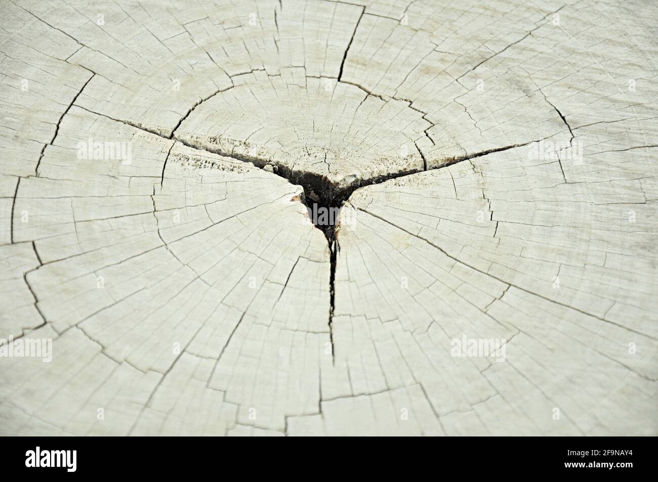 Dry old cracked tree stump with hole in the middle Stock Photo - Alamy