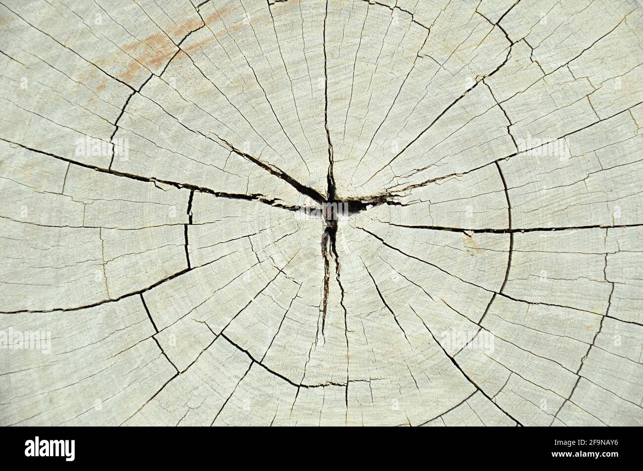 Dry old cracked tree stump texture - background Stock Photo - Alamy