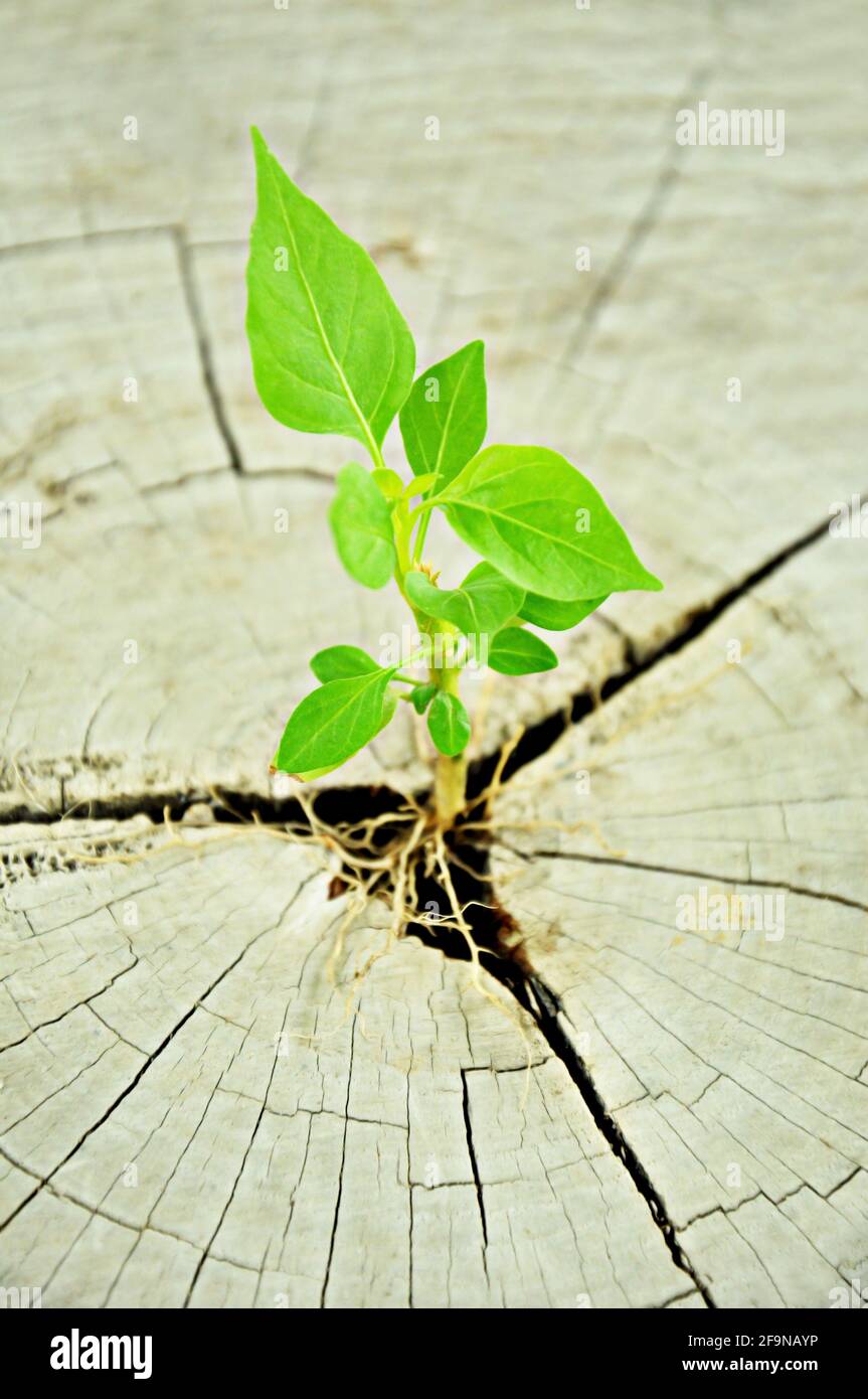 Tree stump young plant growing hi-res stock photography and images - Alamy