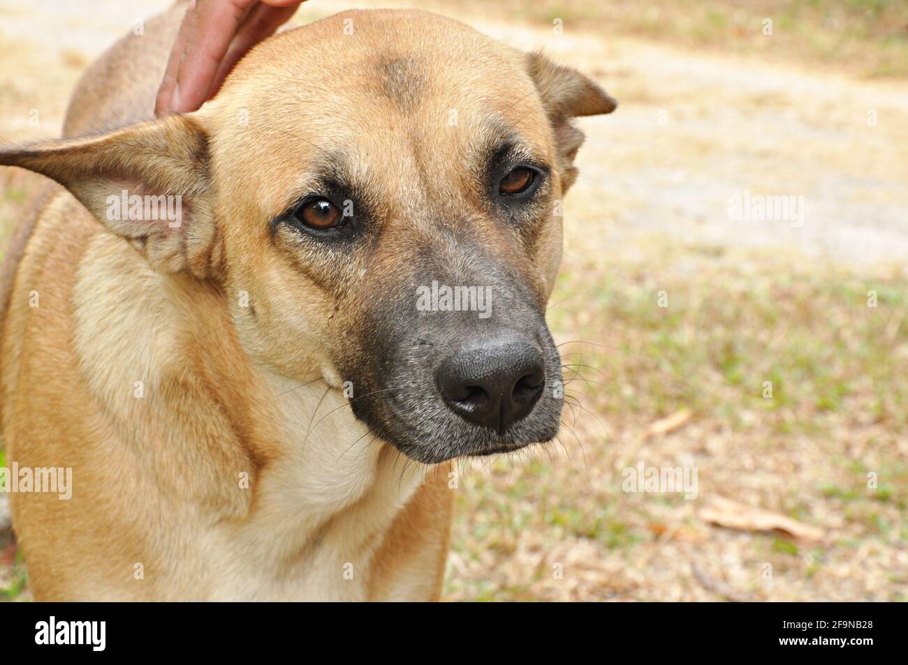 Thai brown stray dog hi-res stock photography and images - Alamy