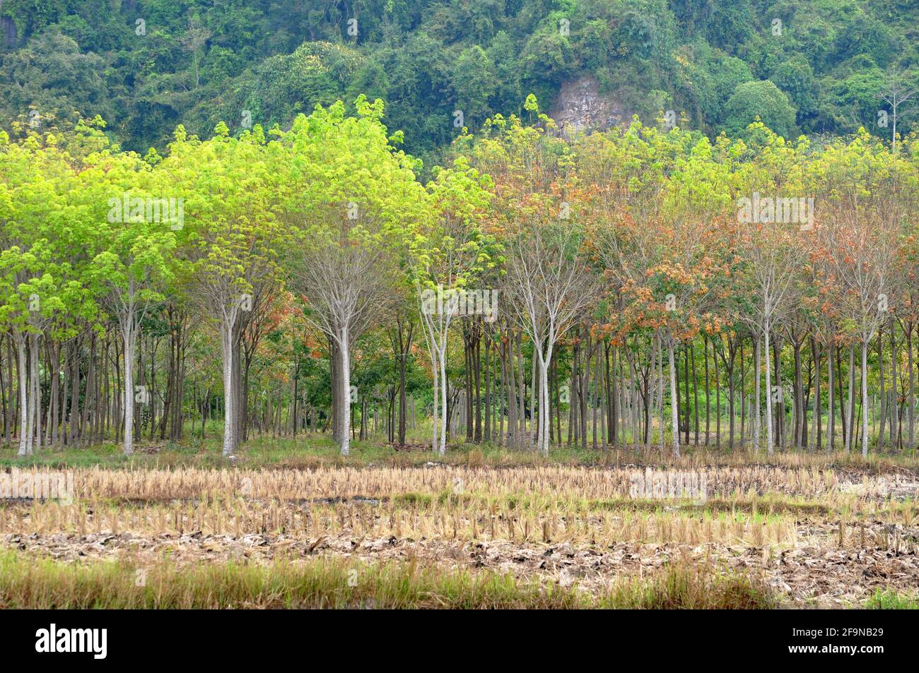 Dry field in front of rubber plantation in summer - rural scenery ...