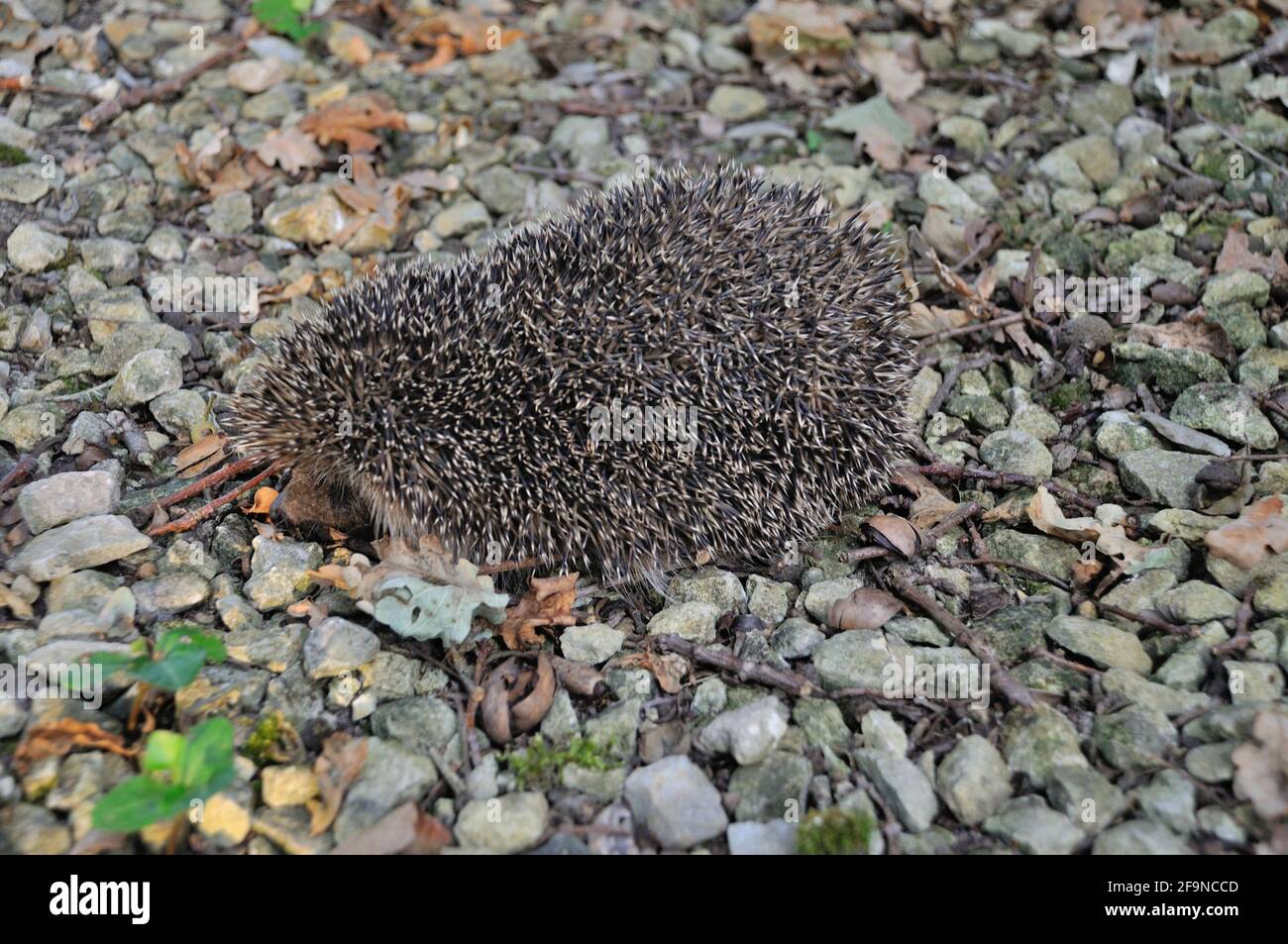 Hedgehog in the driveway of a garden Stock Photo - Alamy