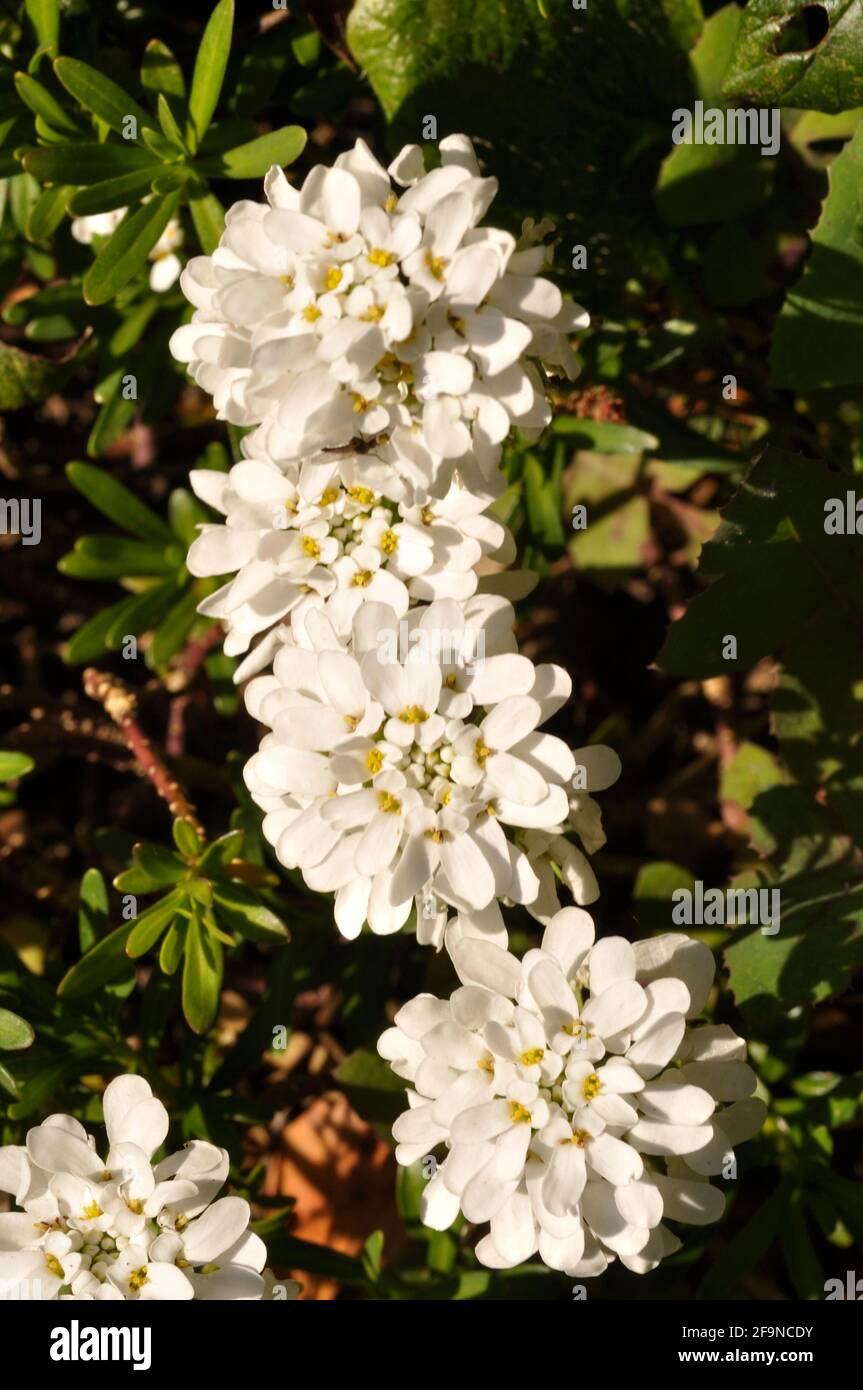 Garden cresses hi-res stock photography and images - Alamy