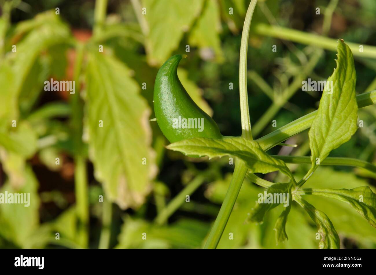 Growing achocha hi-res stock photography and images - Alamy