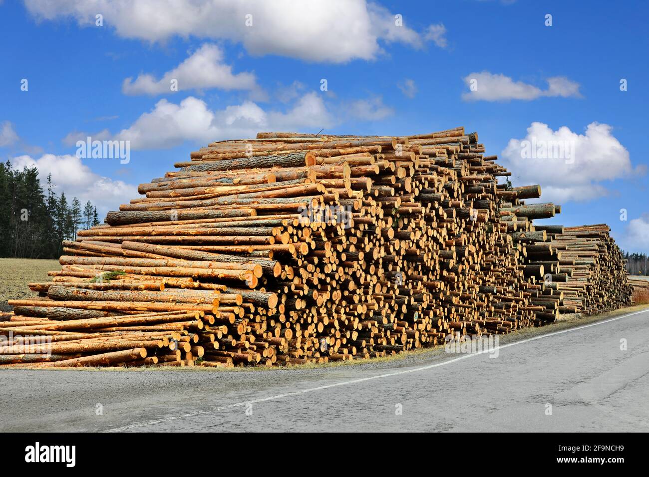 Large pile of pine logs and another stack of spruce logs by rural ...