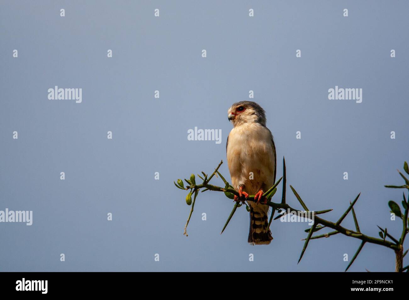 Pygmy Falcon (Polihierax semitorquatus) or African pygmy falcon Stock ...