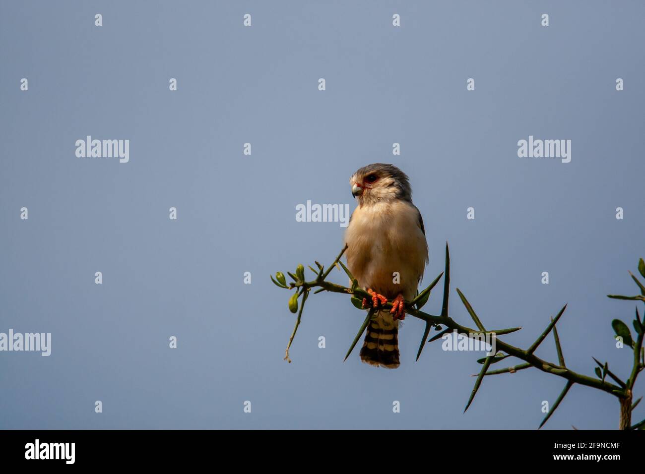 Pygmy Falcon (Polihierax semitorquatus) or African pygmy falcon Stock ...