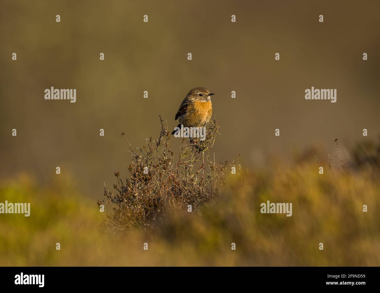 Stonechat captured on canon r5 hi-res stock photography and images - Alamy