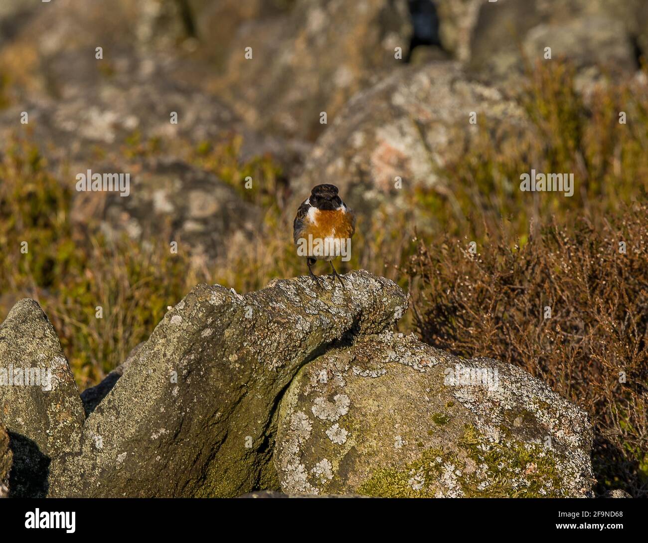Stonechat captured at white coppice chorley hi-res stock photography ...