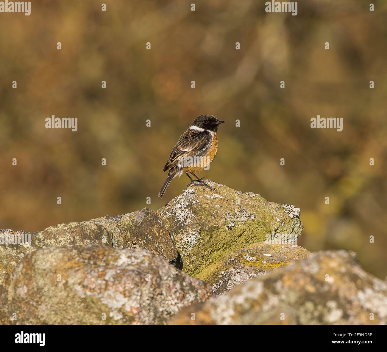 Stonechat captured with canon r5 hi-res stock photography and images ...