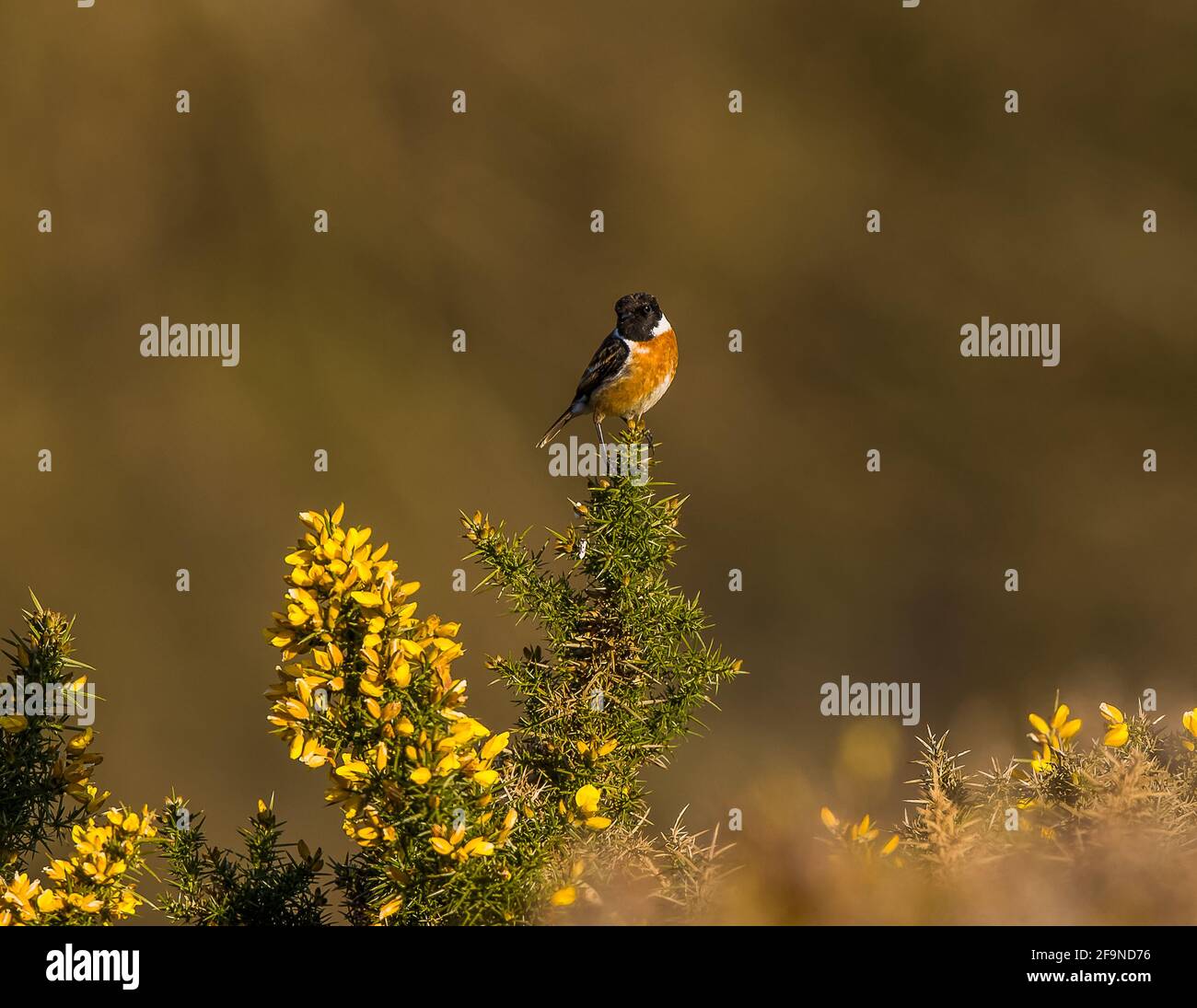 Stonechat captured on canon r5 hi-res stock photography and images - Alamy