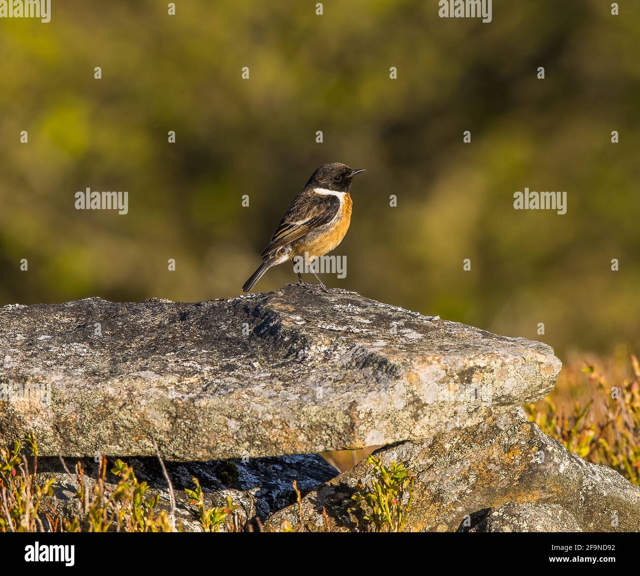 Stonechat captured at white coppice chorley hi-res stock photography ...