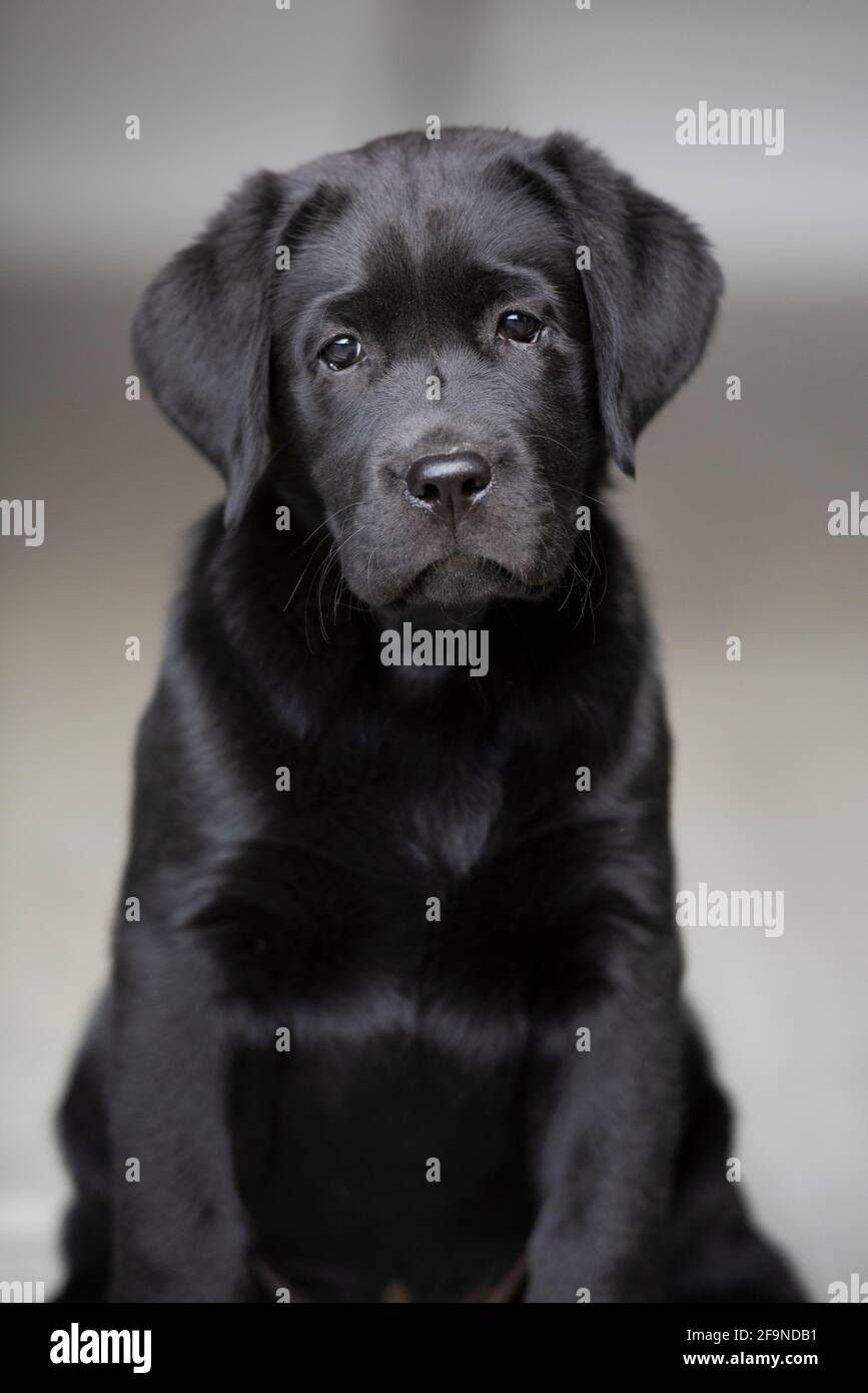 Black labrador puppy sad hi-res stock photography and images - Alamy
