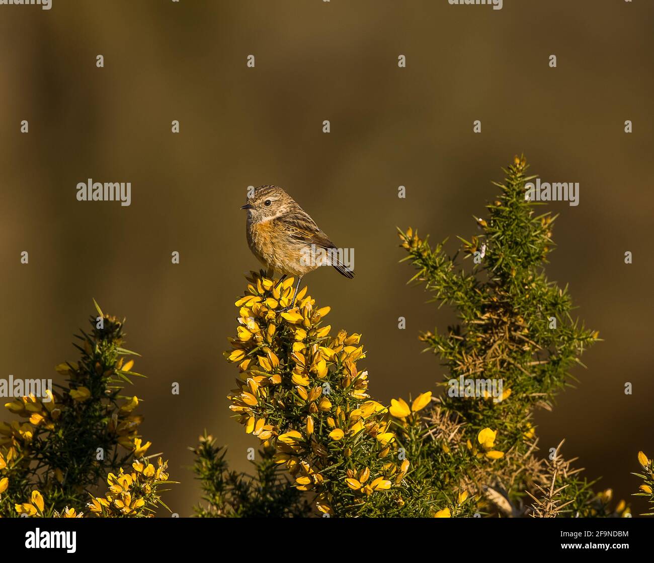 Stonechat captured at white coppice chorley hi-res stock photography ...