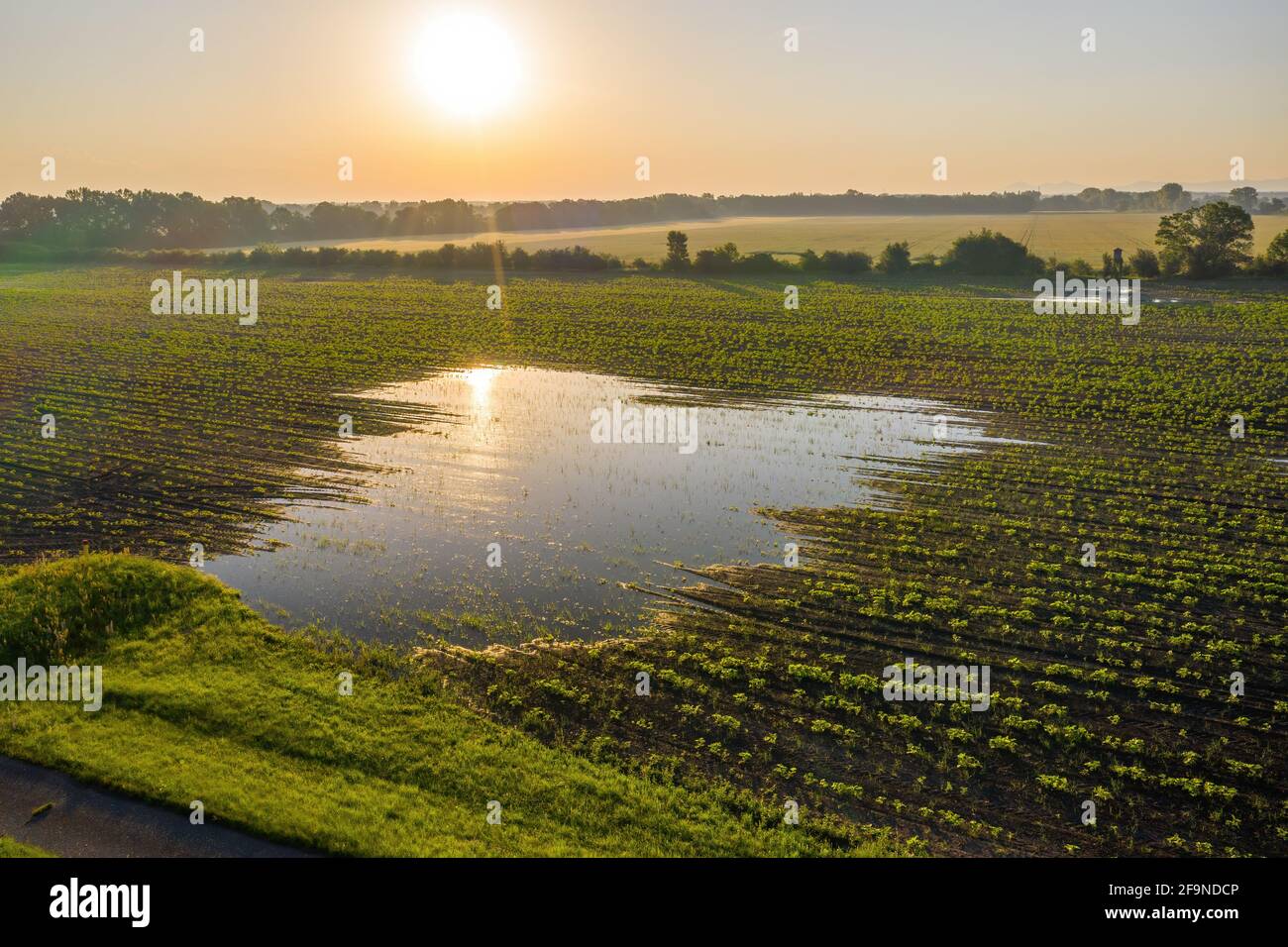 Flood field agriculture grain water hi-res stock photography and images ...