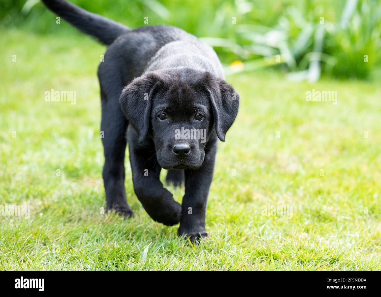 !o week old Black Labrador Puppy Portrait Stock Photo - Alamy
