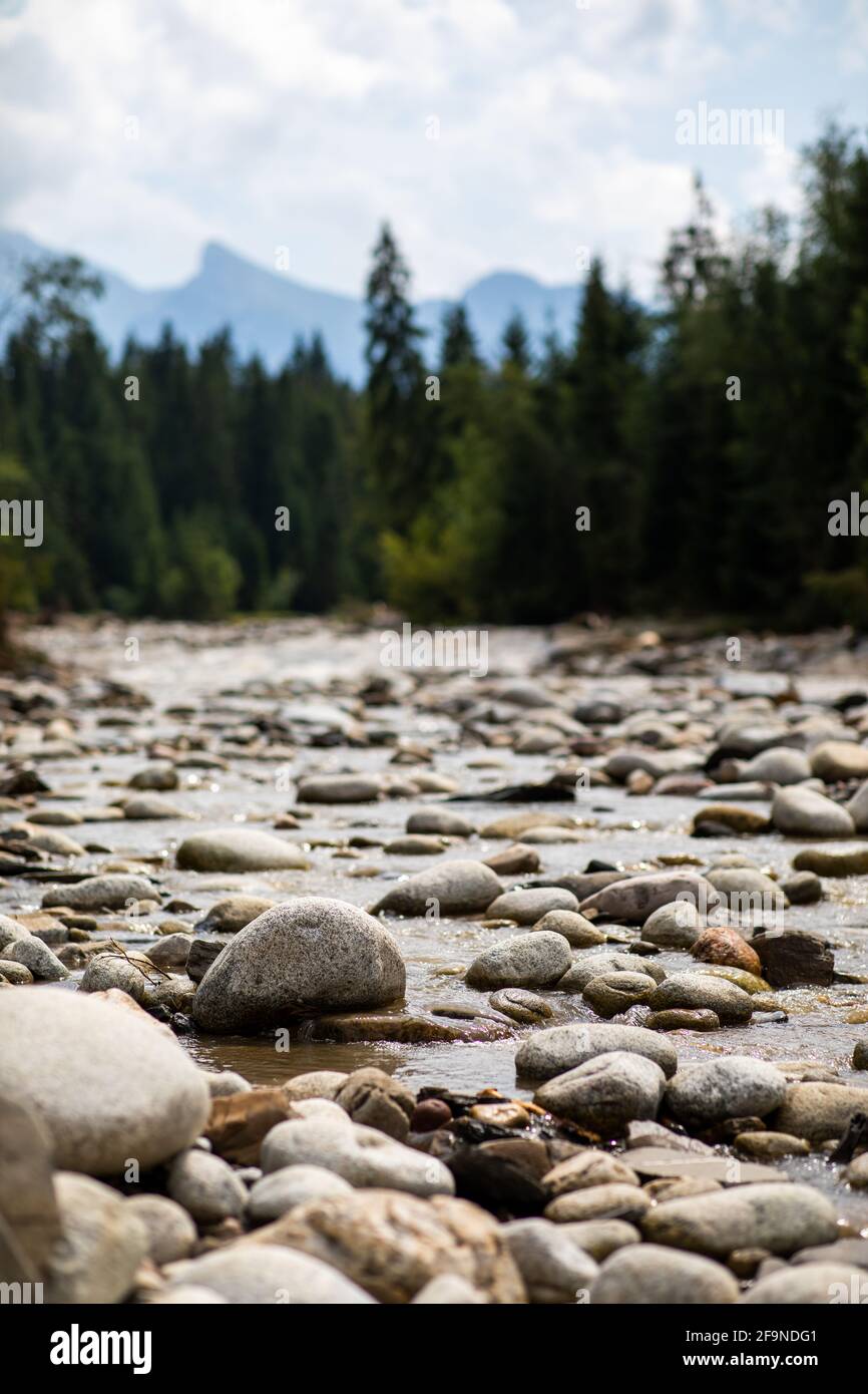 A stony river and trees in the mountains Stock Photo - Alamy