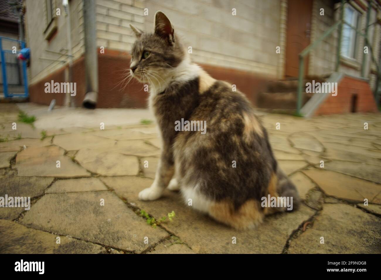 Portrait cat sitting tiled floor cat hi-res stock photography and ...