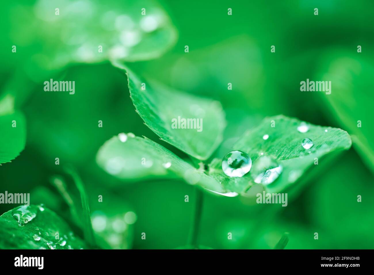 Green clover leaf closeup with dew drop on green natural backdrop. A ...