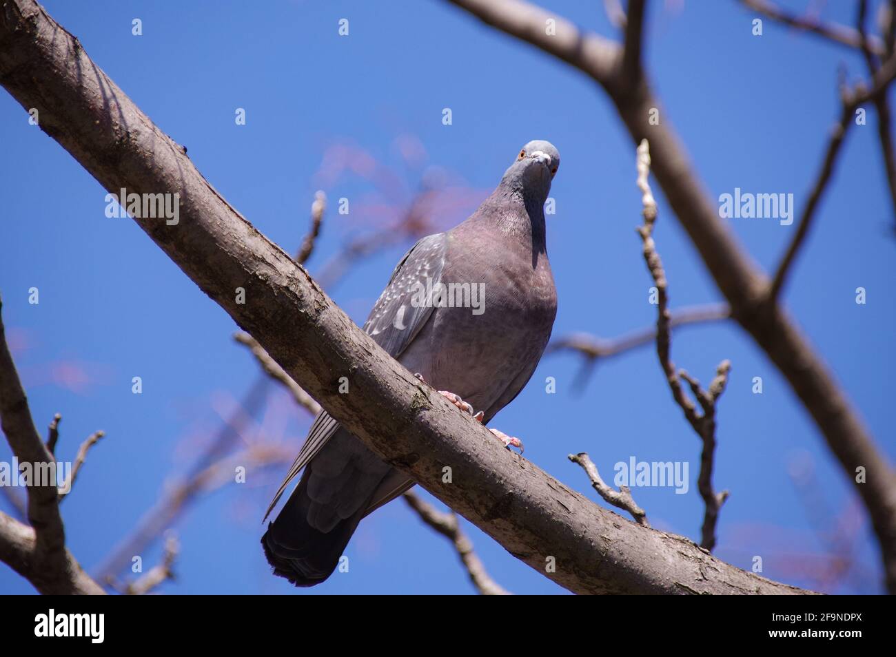 Perched upon hi-res stock photography and images - Alamy