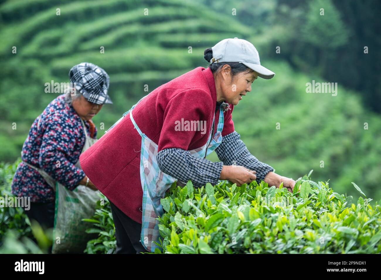 Liuzhi, China's Guizhou Province. 20th Apr, 2021. Farmers pick tea ...