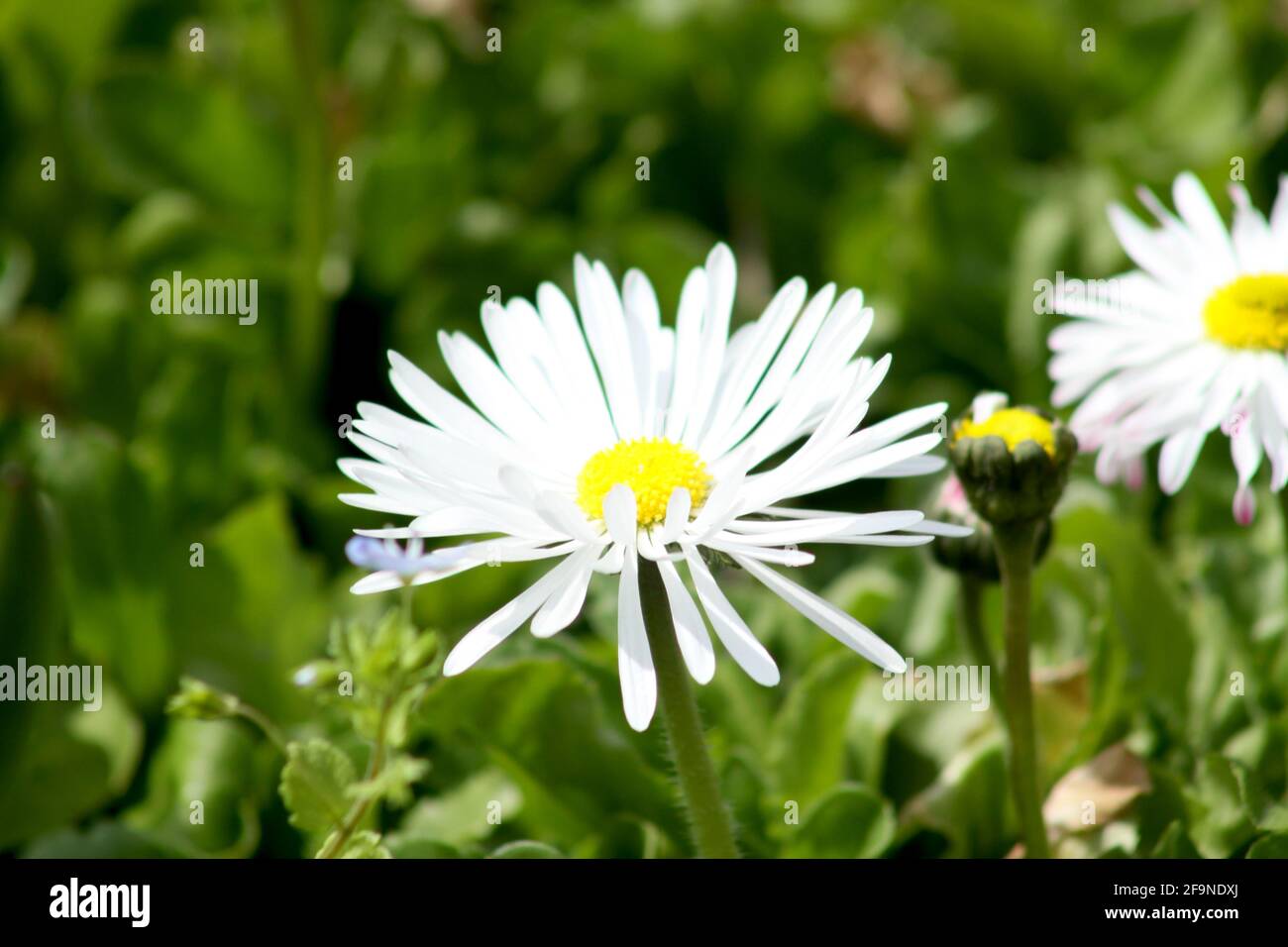 Common daisy close-up with green grass background Stock Photo - Alamy