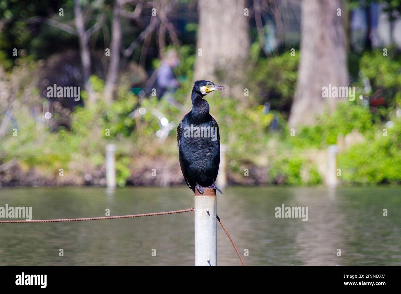 Majestic black bird on a post Stock Photo - Alamy