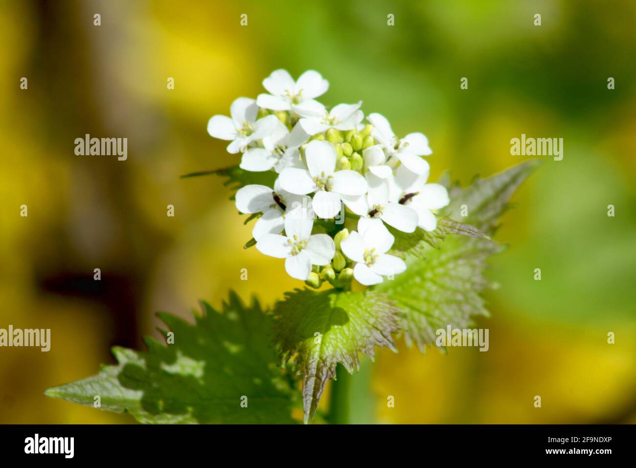 Invasive Mustard Plant High Resolution Stock Photography and Images - Alamy
