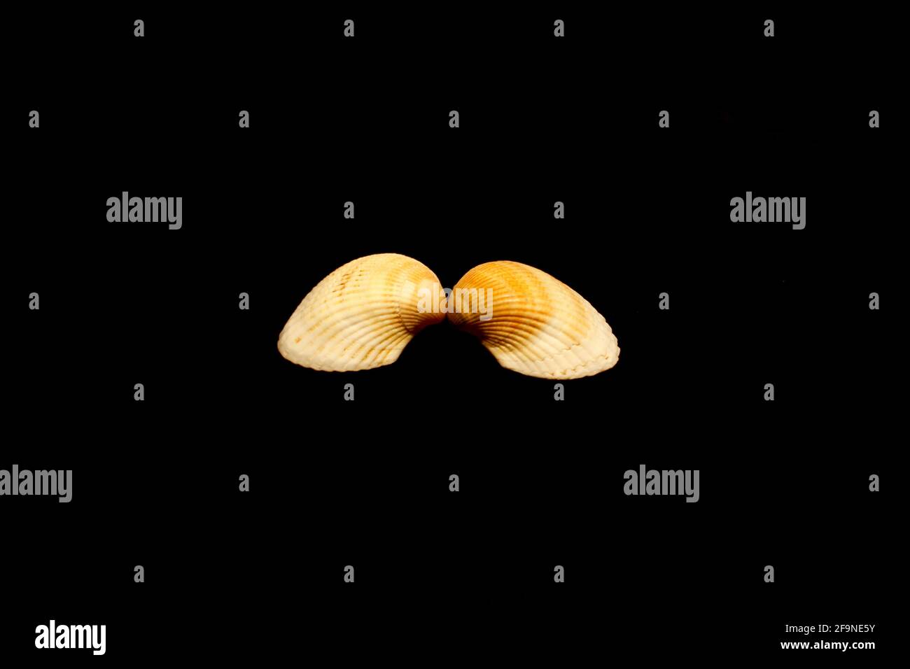 two shells isolated on black Stock Photo - Alamy