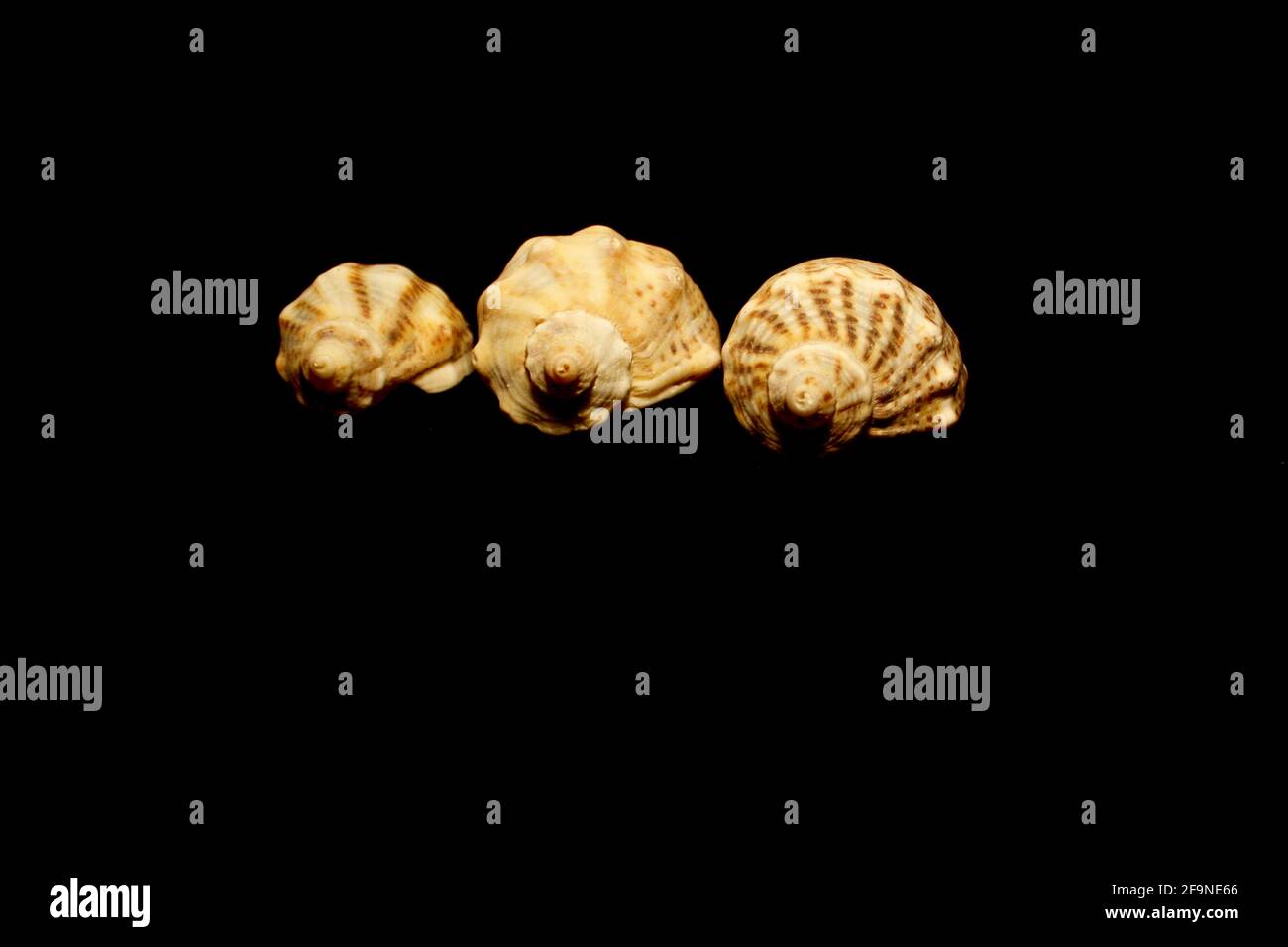 Three shells isolated on black Stock Photo - Alamy