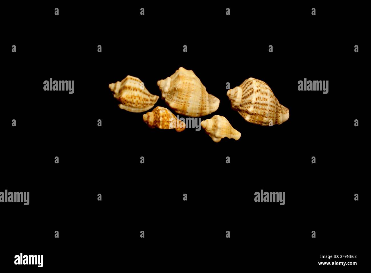 Five different shells isolated on black Stock Photo - Alamy