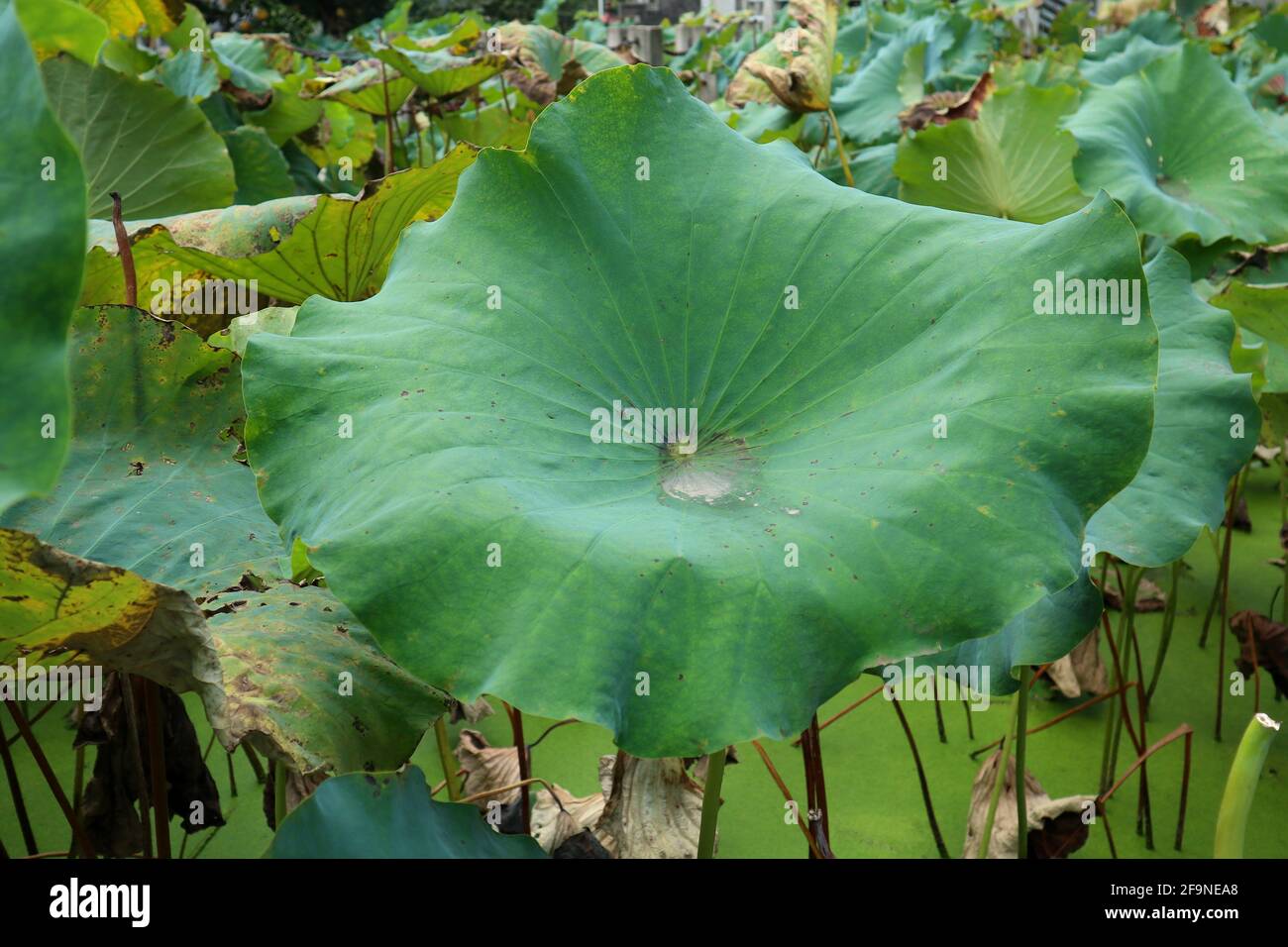 This large plant is the leaf of the lotus Stock Photo - Alamy