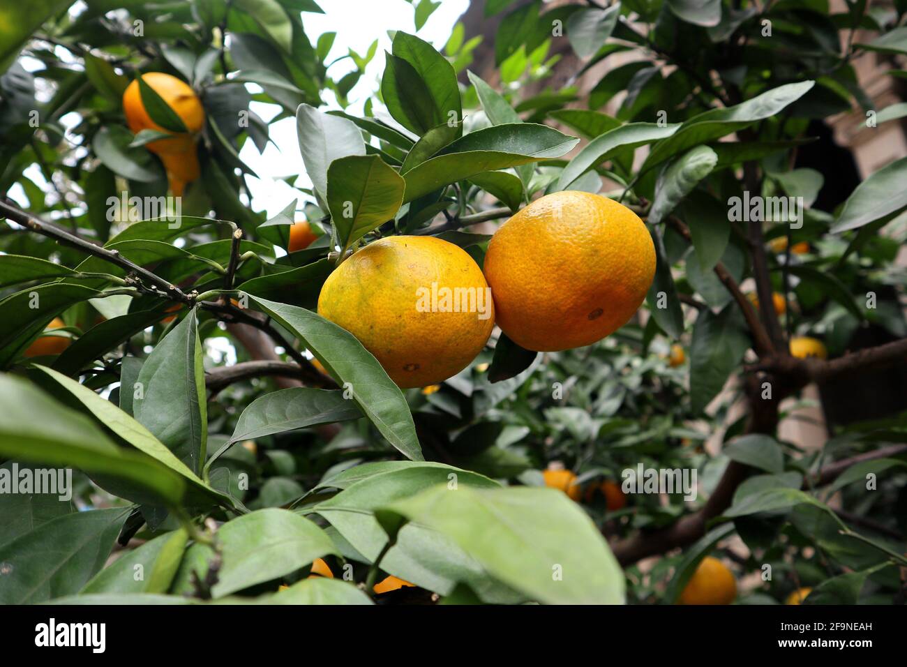 The tree was covered with yellow oranges Stock Photo - Alamy