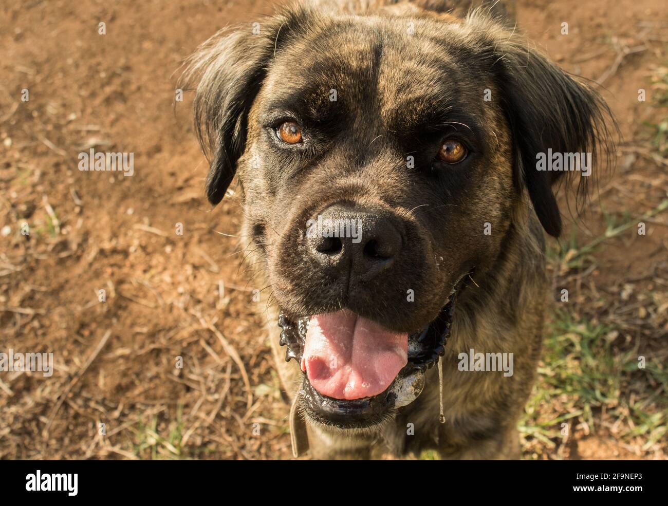 The head of a brindle boerboel retriever dog with mouth open is looking ...