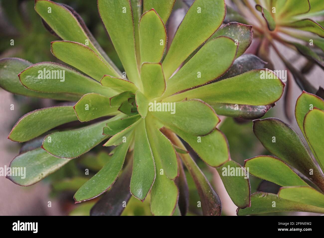 Close up of a green aeonium arboreum Stock Photo - Alamy