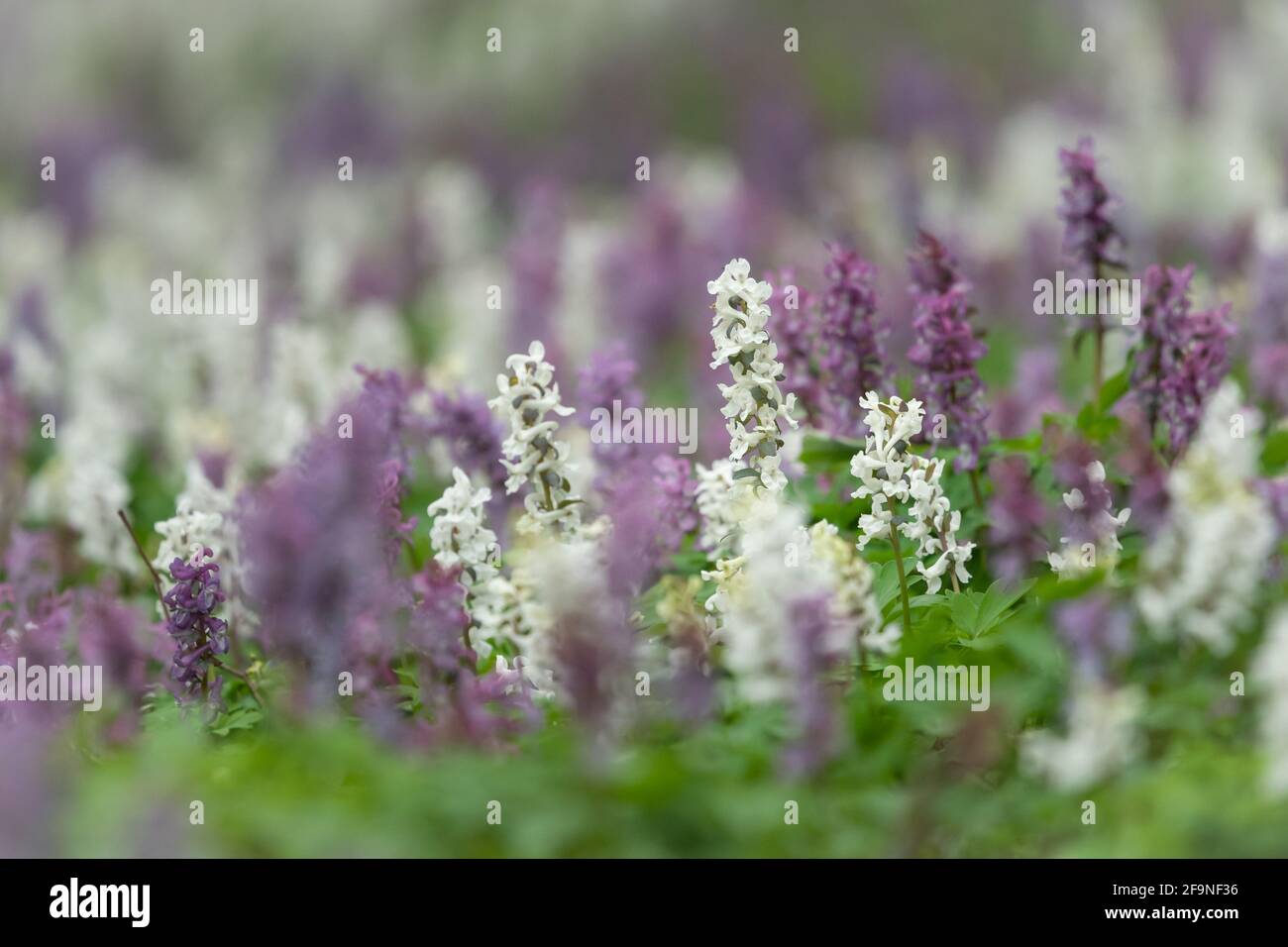 Ground of a deciduous forest covered with white and purple Corydalis ...