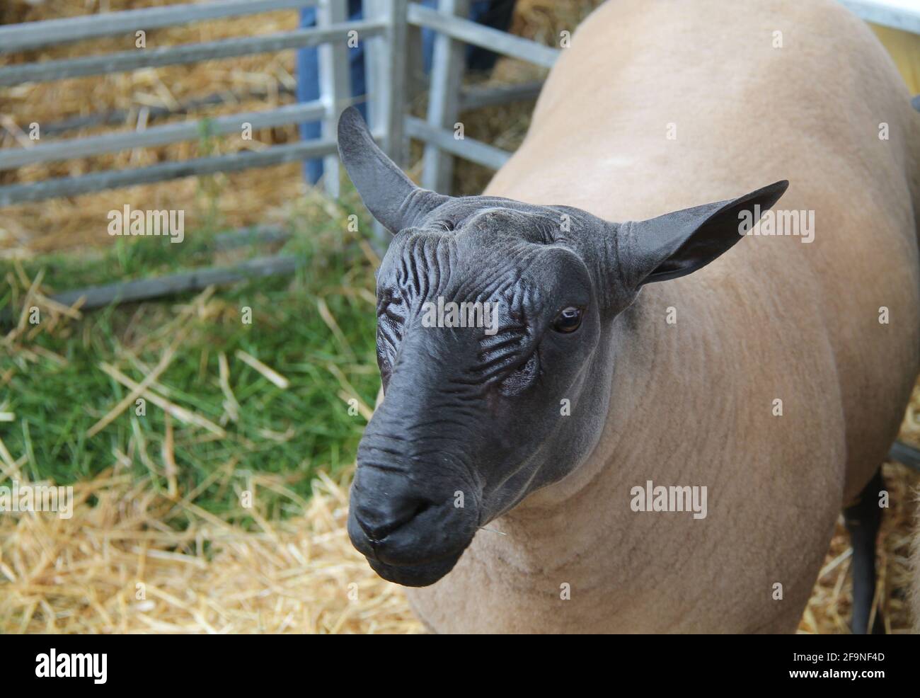 The Distinctive Black Head of a Bleu Du Maine Sheep Stock Photo - Alamy