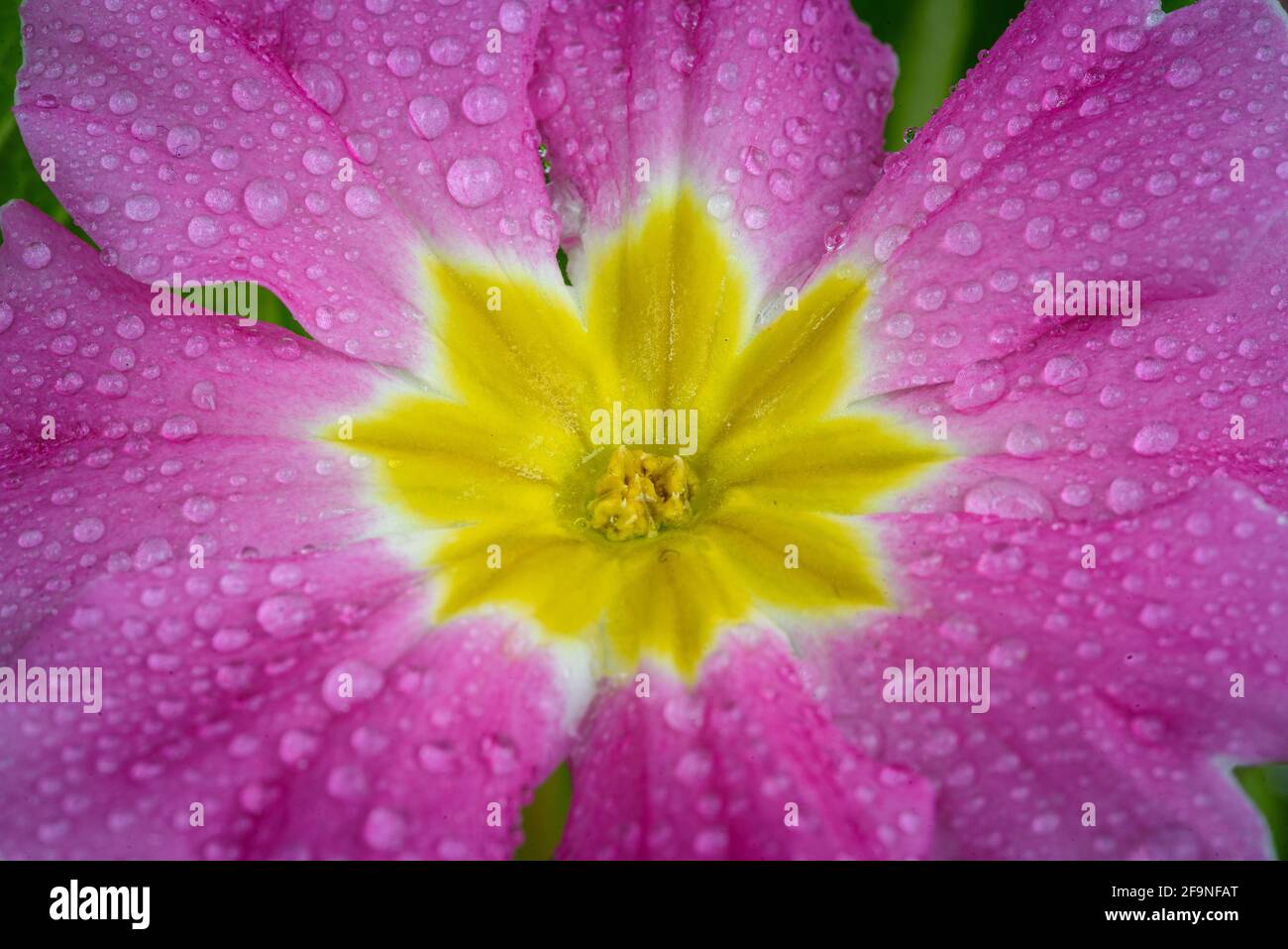 Bright pink yellow Primrose Primula Vulgaris blossom with water drops ...