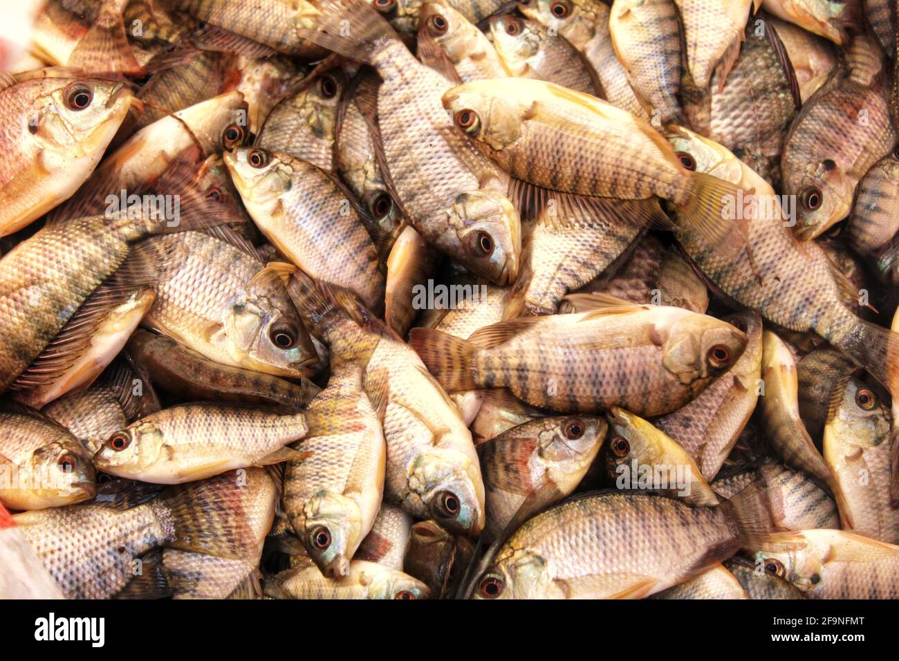 Heap of fresh tilapia fish at the market Stock Photo - Alamy