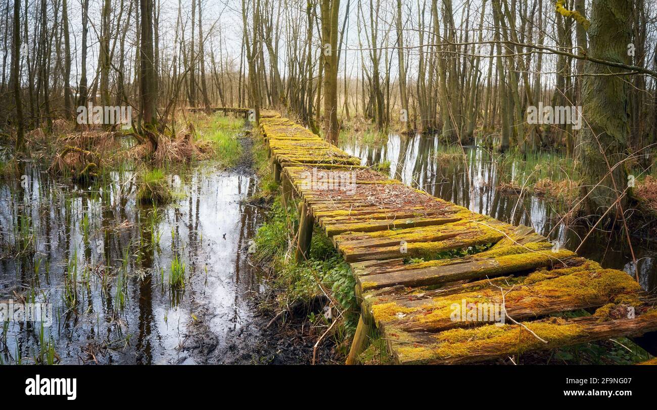 Old mossy wooden bridge in a mysterious wetland forest Stock Photo - Alamy