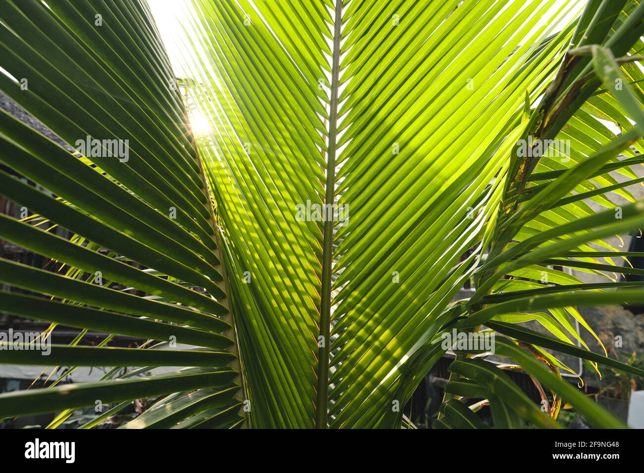 Coconut tree walkway at the sea Coconut trees on the canal Stock Photo ...