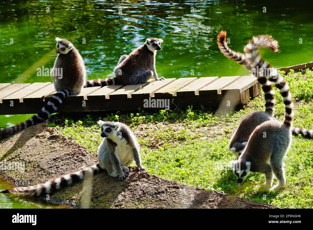 Group of cute lemurs on the coast of a lake Stock Photo - Alamy